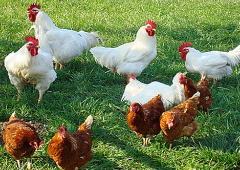 Poultry Farming | BIOZOOM
